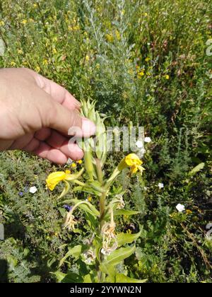 Red-stalked evening primrose (Oenothera rubricaulis Stock Photo - Alamy