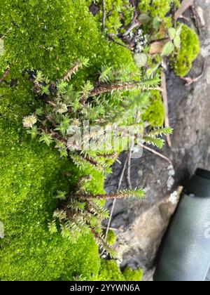 Australian Stonecrop (Crassula sieberiana Stock Photo - Alamy