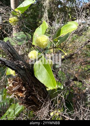 Austral Sarsaparilla (Smilax australis Stock Photo - Alamy