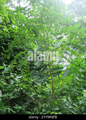 African mahogany (Khaya senegalensis Stock Photo - Alamy
