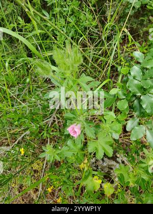 Rough Marsh-mallow (Malva setigera Stock Photo - Alamy