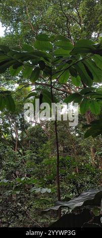 Panama rubber tree (Castilla elastica Stock Photo - Alamy