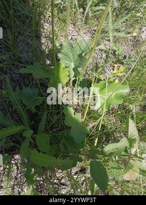 prairie alumroot (Heuchera richardsonii Stock Photo - Alamy