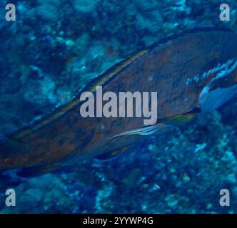 Red Morwong (Morwong fuscus Stock Photo - Alamy