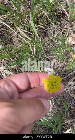 Alpine False Springparsley (Cymopterus lemmonii Stock Photo - Alamy