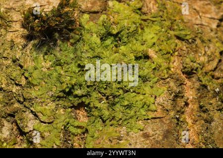 Forked Veilwort (Metzgeria furcata Stock Photo - Alamy
