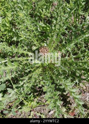 dwarf thistle (Cirsium drummondii Stock Photo - Alamy
