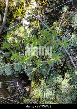 Australian Stonecrop (Crassula sieberiana Stock Photo - Alamy