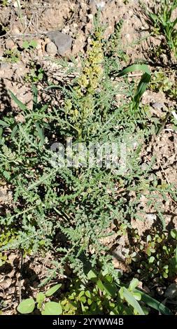 Skeletonleaf Bur Ragweed (Ambrosia tomentosa Stock Photo - Alamy