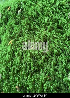 Mouse-tail Moss (Pseudisothecium myosuroides), Plantae, Lugo, Spain, On granite bouder, 430m alt ...