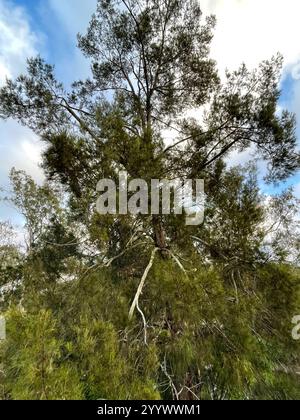 River sheoak (Casuarina cunninghamiana Stock Photo - Alamy