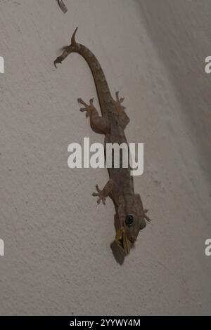 Brazilian Gecko (Phyllopezus pollicaris Stock Photo - Alamy