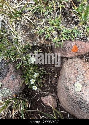 alpine sandwort (Cherleria obtusiloba Stock Photo - Alamy