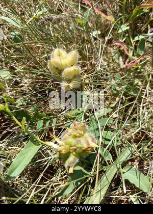 Chickpea Milkvetch (Astragalus cicer Stock Photo - Alamy