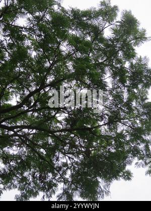 African locust bean (Parkia biglobosa) Plantae Stock Photo - Alamy