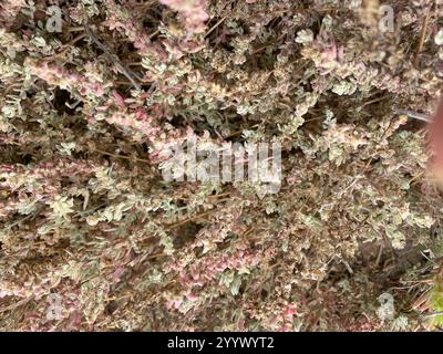 California orache (Extriplex californica Stock Photo - Alamy