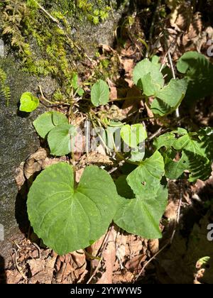 Round-leaved Violet (Viola rotundifolia) Plantae Stock Photo - Alamy