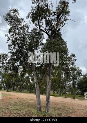 Poplar Box (Eucalyptus populnea Stock Photo - Alamy