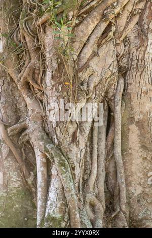 Complex tree roots intertwine, creating a natural artwork in the forest ...