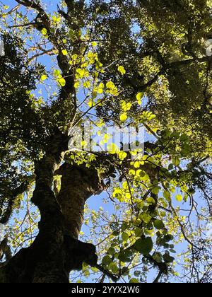 Giant Stinging Tree (Dendrocnide excelsa Stock Photo - Alamy