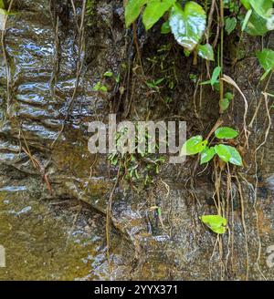 Complex thallose liverworts (Marchantiales Stock Photo - Alamy