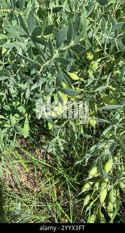 cream wild-indigo (Baptisia leucophaea Stock Photo - Alamy