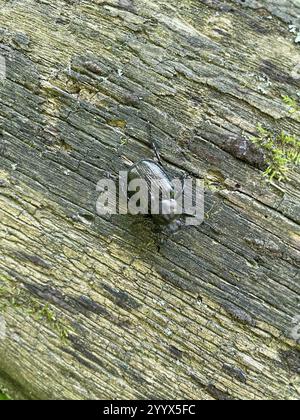 Rough Hermit Beetle (Osmoderma scabra) Insecta Stock Photo - Alamy