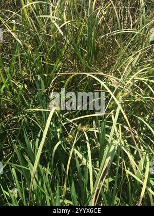hop sedge (Carex lupulina Stock Photo - Alamy