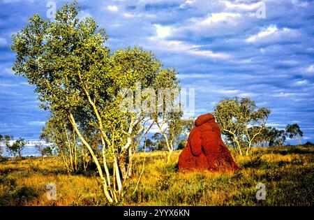 Eucalyptus Gum Trees and Termite Hill, Karijini National Park, Pilbara ...