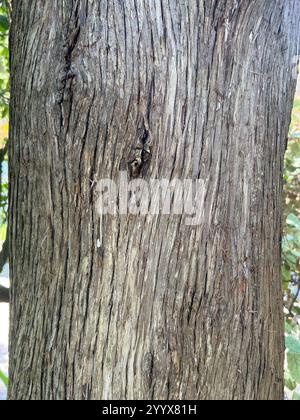 Southern Redcedar (Juniperus virginiana silicicola Stock Photo - Alamy
