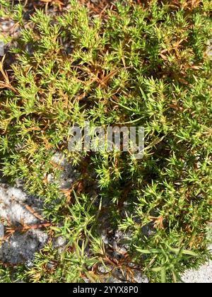 Rust Weed (Polypremum procumbens Stock Photo - Alamy