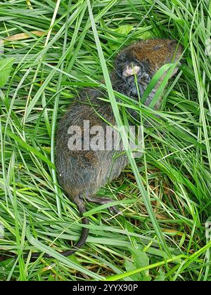 Voles, Lemmings, and Muskrats (Arvicolinae Stock Photo - Alamy
