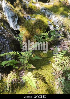 Mackay's Fragile Fern (Cystopteris tenuis Stock Photo - Alamy