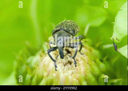 Turbine Cylindrical Weevil (Larinus turbinatus Stock Photo - Alamy