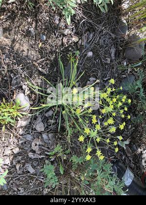American Thorowax (Bupleurum americanum Stock Photo - Alamy