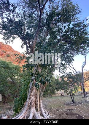 Propeller Tree (Gyrocarpus americanus Stock Photo - Alamy