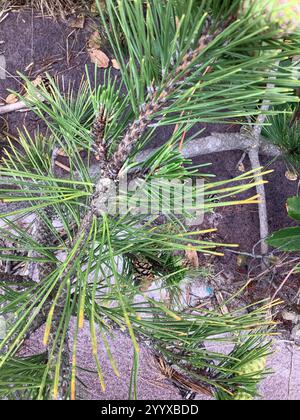 hard pines (Pinus Stock Photo - Alamy