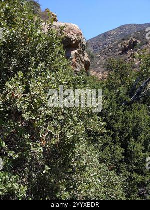 Cedros Island oak (Quercus cedrosensis Stock Photo - Alamy