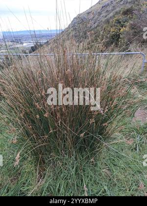 Broom Rush (Juncus sarophorus Stock Photo - Alamy