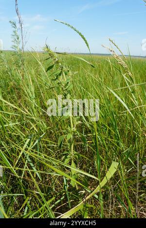 False Motherwort (Chaiturus marrubiastrum Stock Photo - Alamy