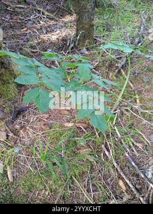 Angelica lucida L Angelica lucida L Stock Photo - Alamy