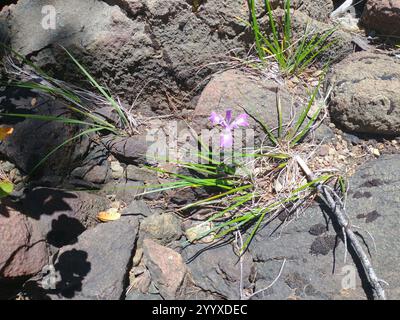 (Iris × thompsonii Stock Photo - Alamy
