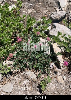 Mountain Spirea (Spiraea splendens Stock Photo - Alamy