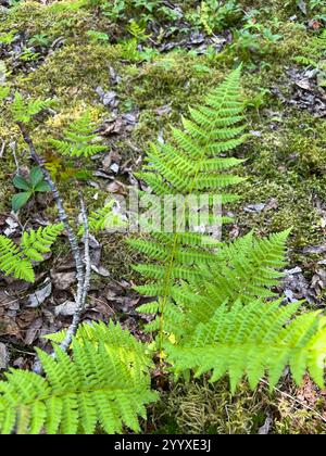 western lady fern (Athyrium filix-femina cyclosorum) Plantae Stock ...