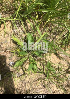 Smooth Elephant's Foot (Elephantopus nudatus Stock Photo - Alamy