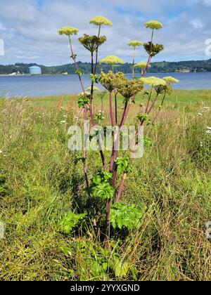 sea-watch (Angelica lucida Stock Photo - Alamy