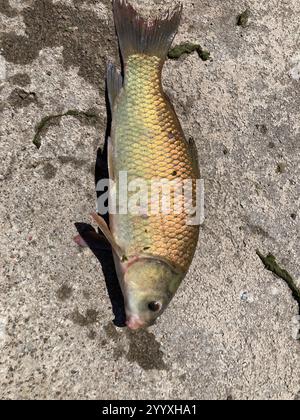 Smallmouth Buffalo (Ictiobus bubalus Stock Photo - Alamy
