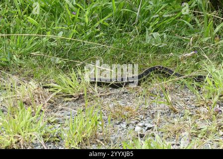 Puget Sound garter snake, Thamnophis sirtalis pickeringii; native to NW ...