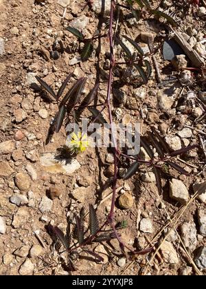 Tropical puff (Neptunia pubescens Stock Photo - Alamy