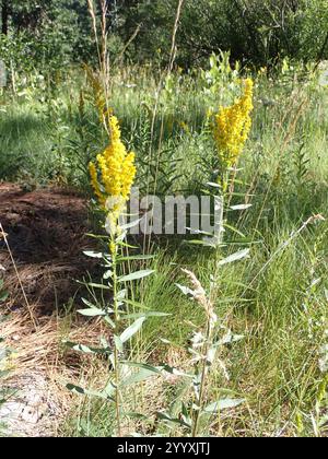 west coast Canada goldenrod (Solidago elongata) Plantae Stock Photo - Alamy